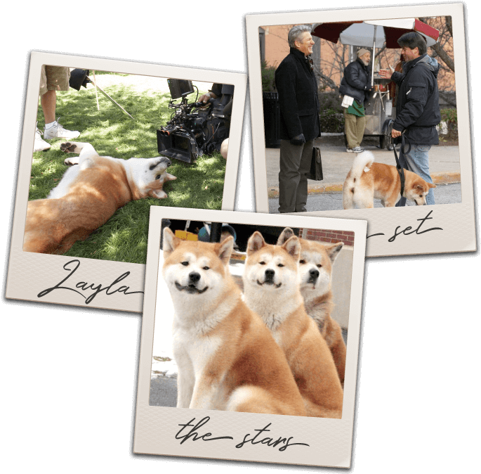 Download Hachi Animal Stars - Vicki Shigekuni Wong - Full Size PNG ...