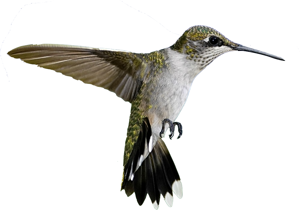 Download Nothing Left Out Of Sight - Colibrì Png - Full Size PNG Image ...