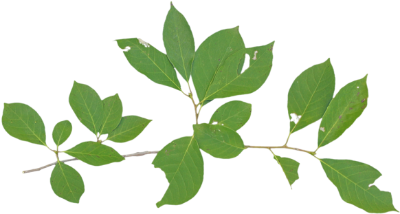 Download Buttonbush - Full Size PNG Image - PNGkit