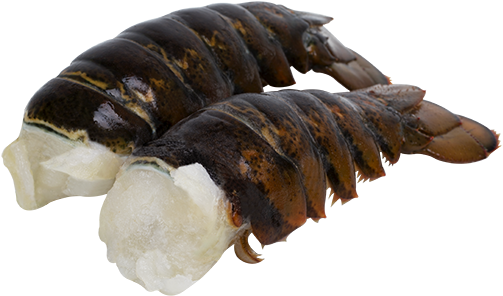 Download Transparent Caridean Shrimp - PNGkit