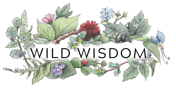 Download Wild Wisdom - Awbury Arboretum - Full Size PNG Image - PNGkit