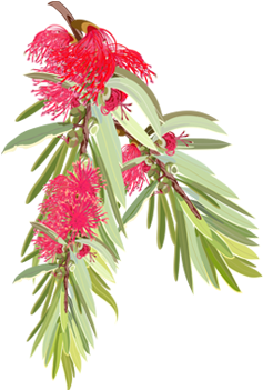Download Transparent Who We Are - Australian Native Flowers - PNGkit