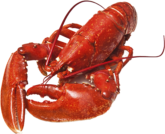 Download Crustaceans Lobster - Full Size PNG Image - PNGkit