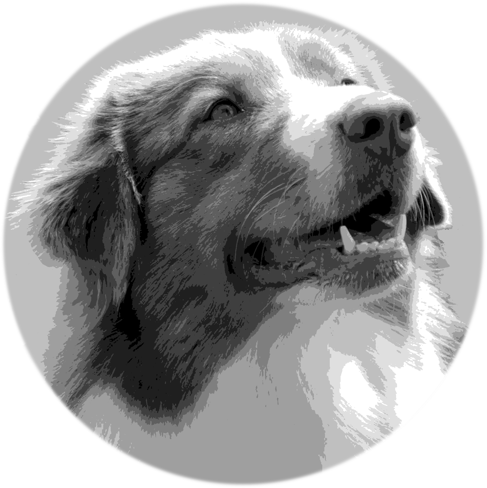 Download Green Valley Australian Shepherds Logo - Dog - Full Size PNG ...