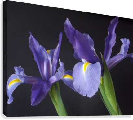 Download Iris Duo Canvas Print - Orris Root - Full Size PNG Image - PNGkit
