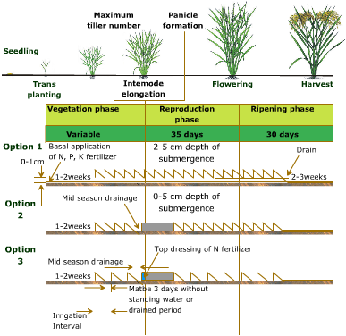 Download Transparent M3l1ricestage 3 - Rice Growth Stages Irri - PNGkit