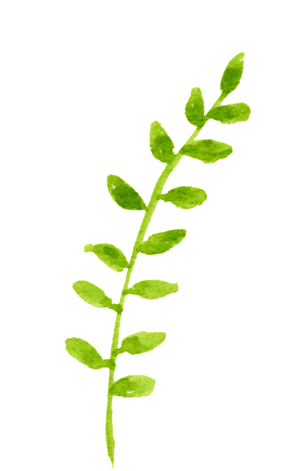 Download Transparent Spring Growing Plant Cartoon Transparent - Plants ...