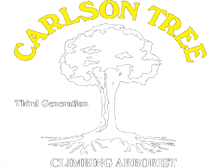 Download Residential Tree Trimming & Removal Service - Carlson Tree ...
