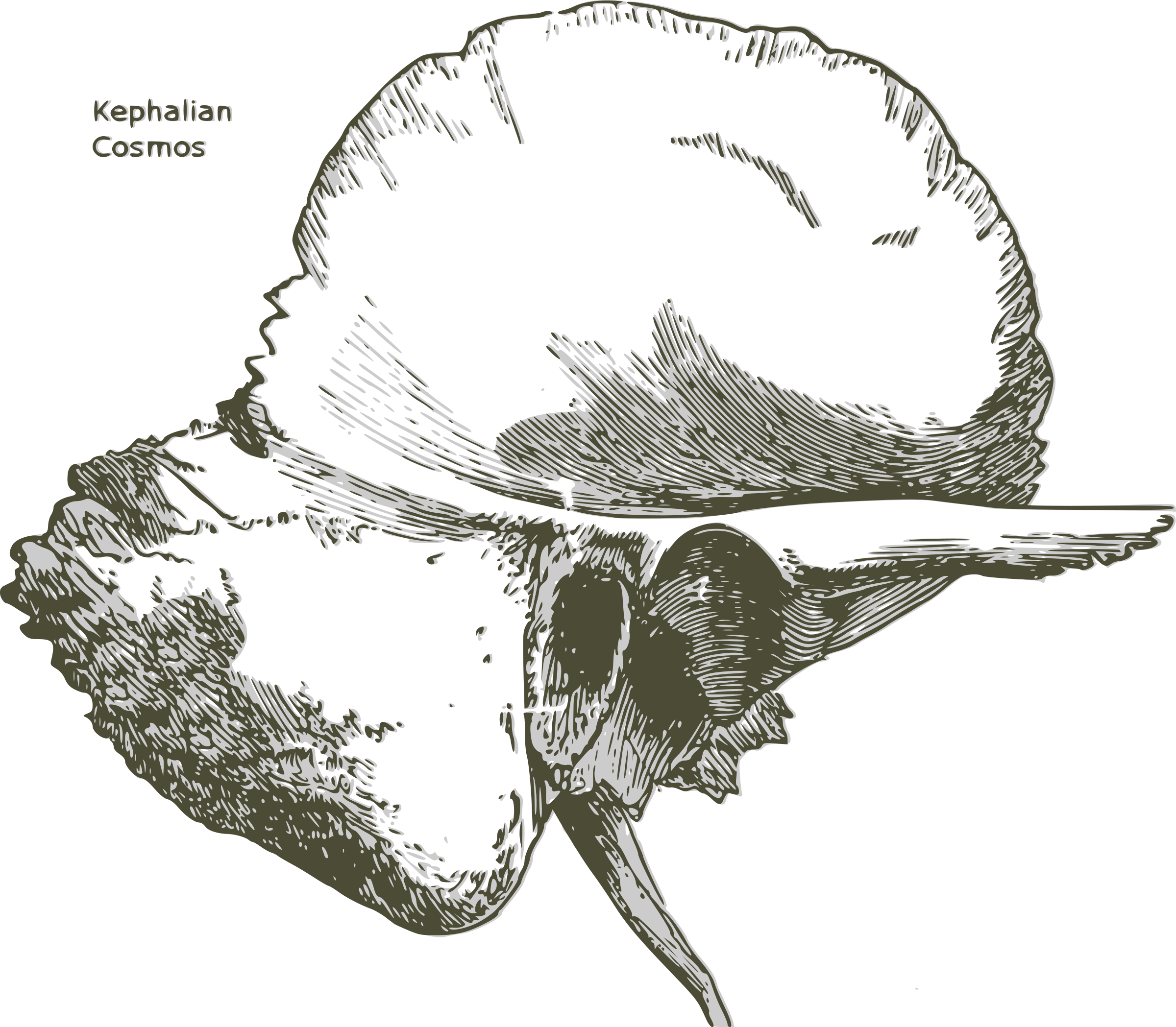 Download Big Image - Temporal Bone Drawing - Full Size PNG Image - PNGkit