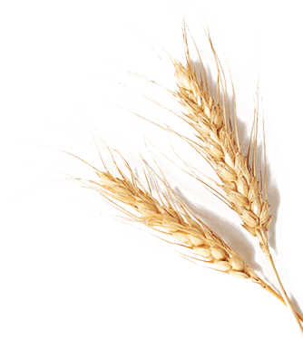 Download Aata-4 - Grain Of Wheat - Full Size PNG Image - PNGkit