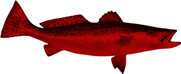 Download Draught - Red Drum - Full Size PNG Image - PNGkit