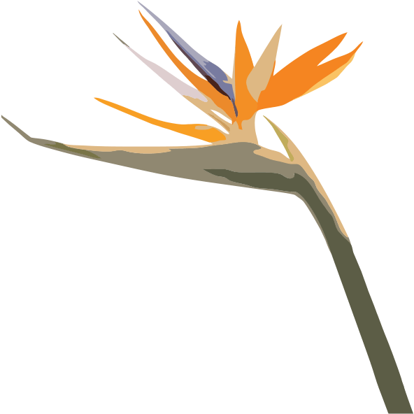 Download Grow Lush Hire - Bird Of Paradise - Full Size PNG Image - PNGkit