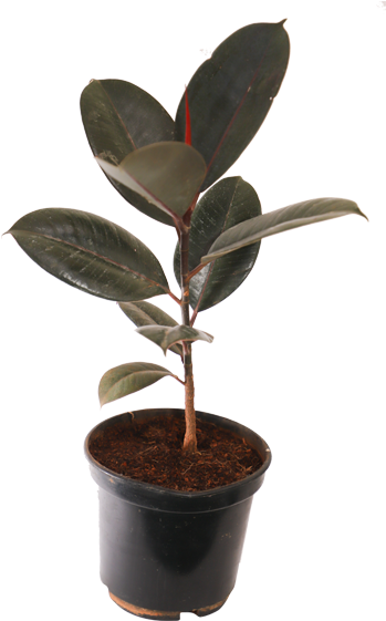 Download Ficus Elastica Decora Rubra, Rubber Plant -burgundy - Rubber ...