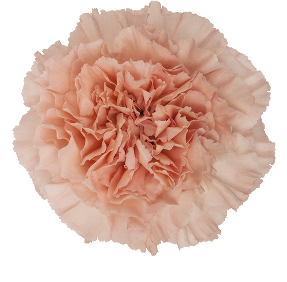Download Colibri Flowers Carnation Light Pink Candy, Grower - Carnation ...