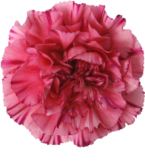 Download Colibri Flowers Carnation Bernard, Grower Of Carnations ...