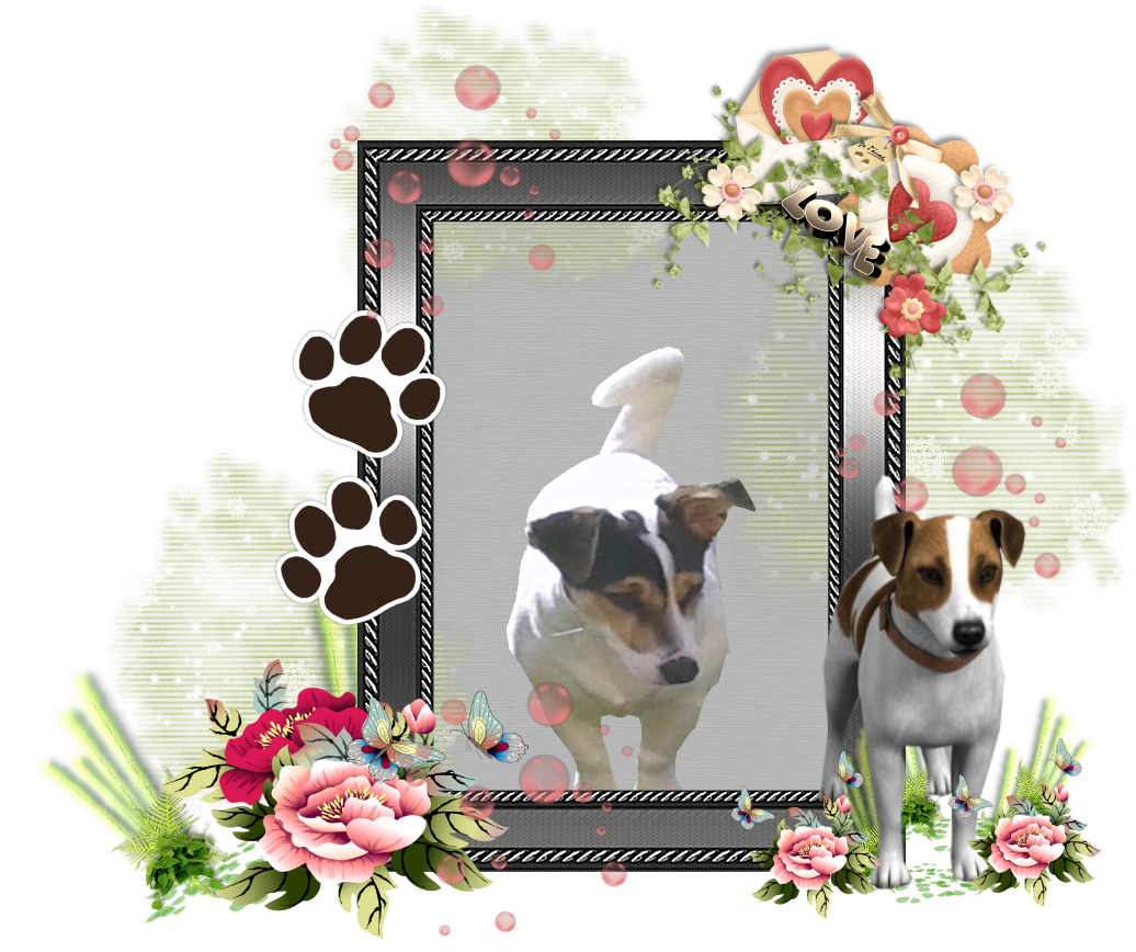 Download Bframe1 - Transparent Png Dog Frame - Full Size PNG Image - PNGkit