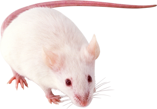 Download Mouse Rat - Computer Mouse - Full Size PNG Image - PNGkit