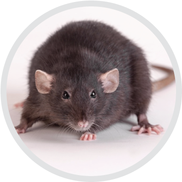 Download Rid Your Home Of Rats - Rat - Full Size PNG Image - PNGkit