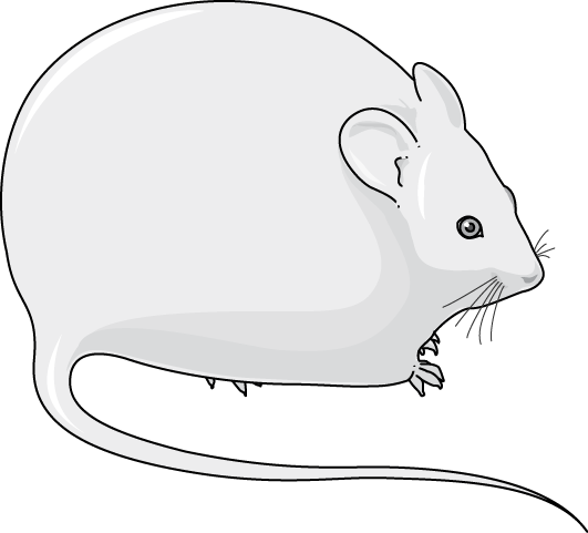 Download Obese Mouse - Illustration - Full Size PNG Image - PNGkit