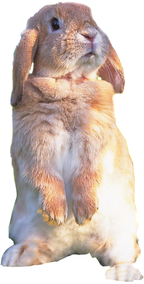 Download Hd Cute Rabbit Rabbit Static Png - Cute Rabbit - Full Size PNG ...
