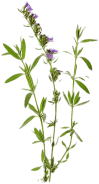 Download Hisopo - Hyssopus Officinalis - Full Size PNG Image - PNGkit
