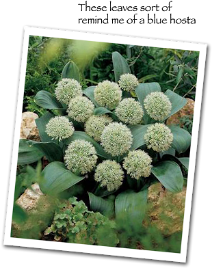 Download That's Ivory Queen Allium, And I Don't Think It Grows - Allium ...