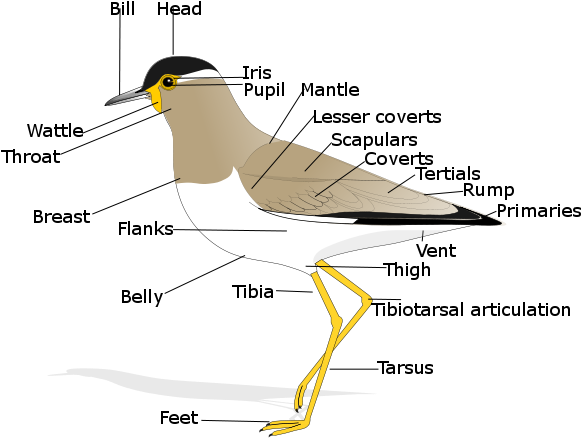 Download Birdmorphology - Anatomy Of A Bird - Full Size PNG Image - PNGkit