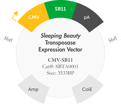 Download Transposase Vectors - Cmv-sb11 - Cytomegalovirus - Full Size ...