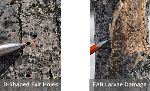 Download Emerald Ash Borer Damage - Emerald Ash Borer - Full Size PNG ...