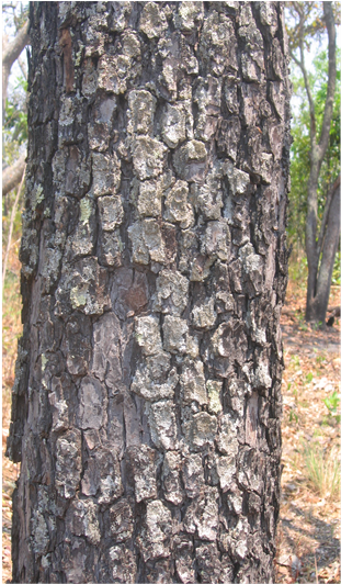 Download Bole Png - Full Size PNG Image - PNGkit