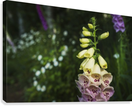 Download Foxglove Blooms In A Garden Canvas Print - Foxglove Blooms In ...