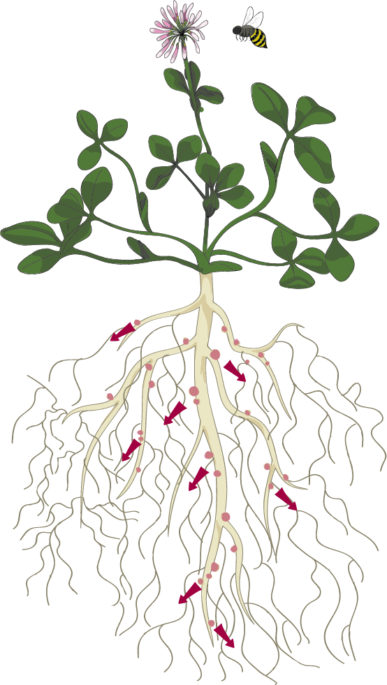 Download Anatomy Of A Fixation Plant - Clover Plant Root - Full Size ...