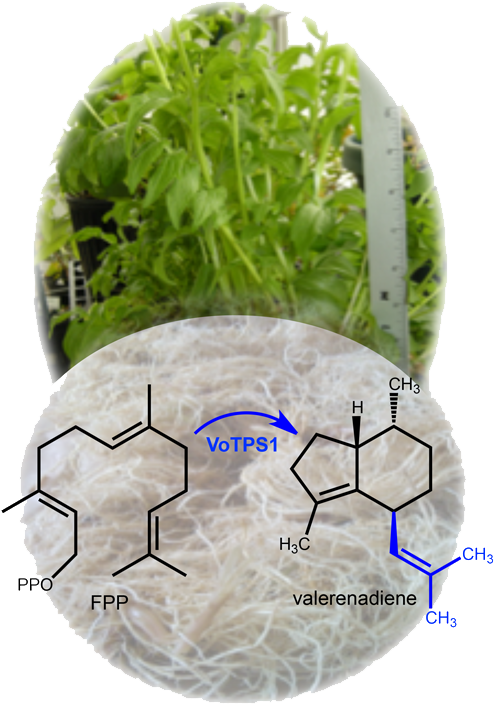 Download Valerian Chemical Structure - Full Size PNG Image - PNGkit