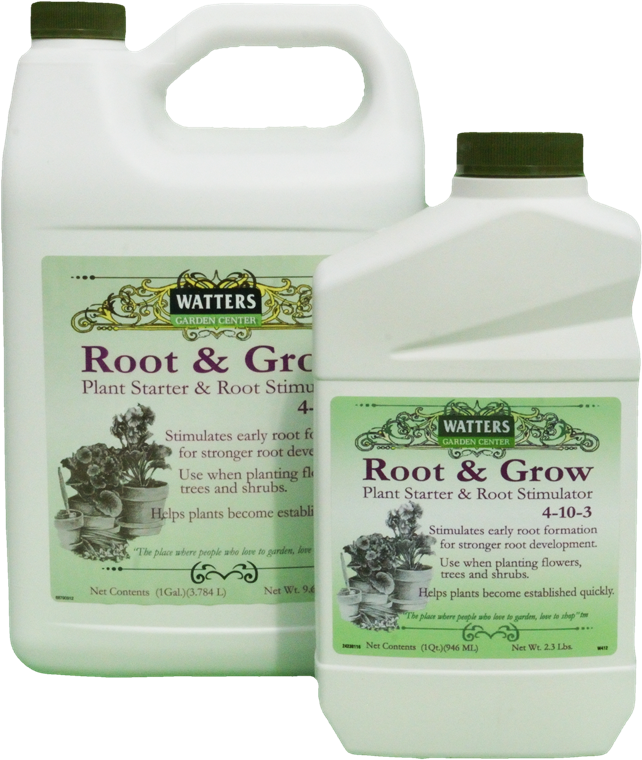 Download Root & Grow - Root - Full Size PNG Image - PNGkit