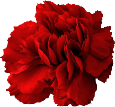 Download Alpha Delta Gamma Flower - Carnation - Full Size PNG Image ...