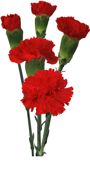 Download Colibri Flowers Minicarnation Aragon, Grower Of Carnations ...