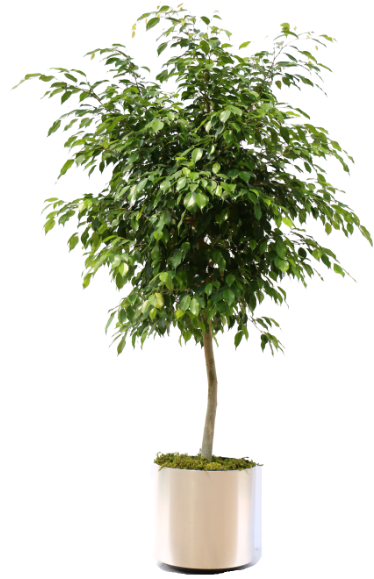 Download #ficus Benjamina- Package - Transparent Ficus Tree Png - Full ...