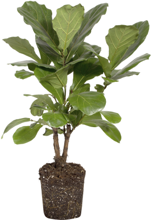 Download Ficus Lyrata Fiolfikus - Full Size PNG Image - PNGkit