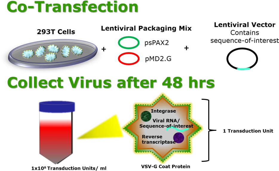Download Lentiviral Packaging Protocol - Lentivirus Transfection ...