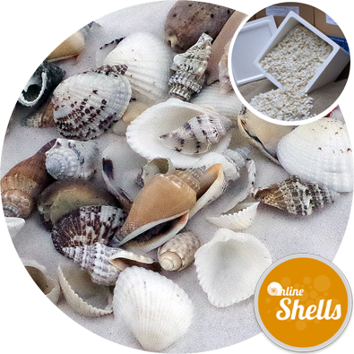 Download Assorted Medium Shells- 10kg Bargain Box - Seashell - Full ...