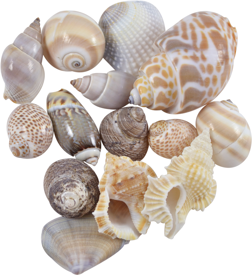 Download Indian Mix Assorted Craft Seashells Medium 1-1 - Indian Mix ...