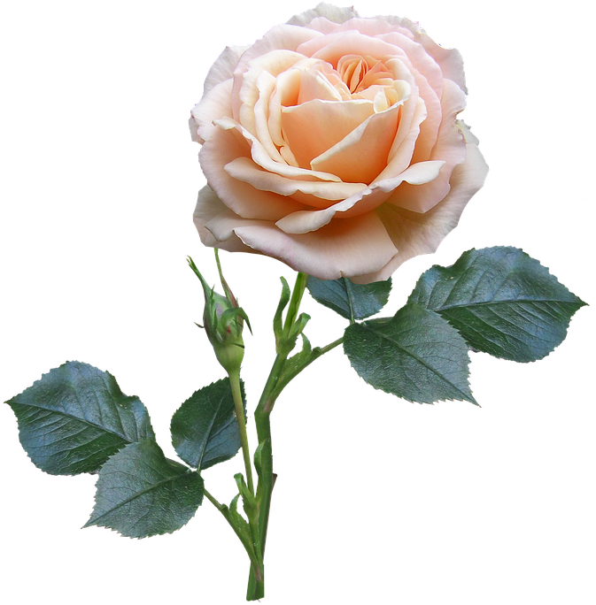 Download Rose, Stem, Leaves, Bud - Rose Stem And Leaves - Full Size PNG ...