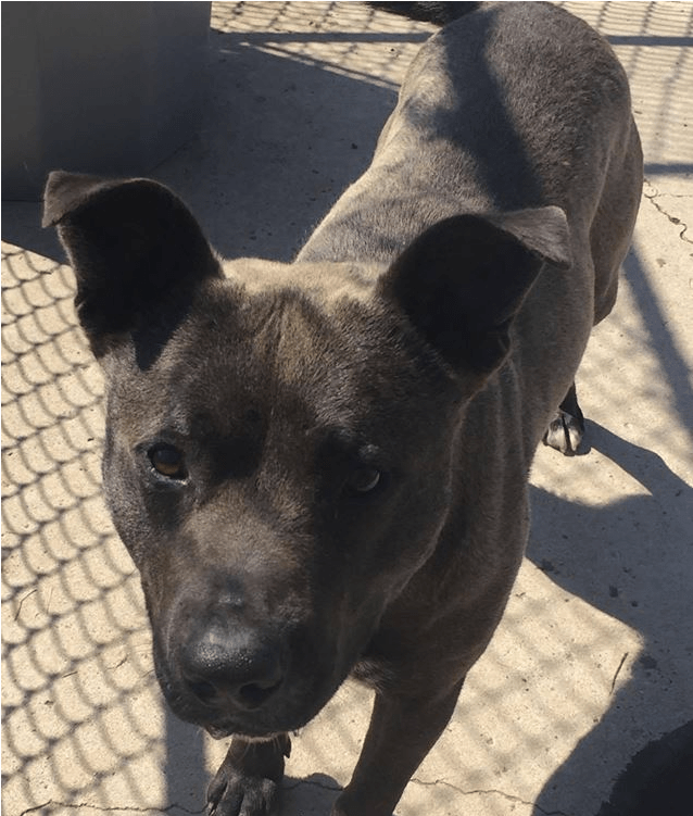 Download He Is A Young And Very Active Pitbull Mix, Neutered - Labrador ...