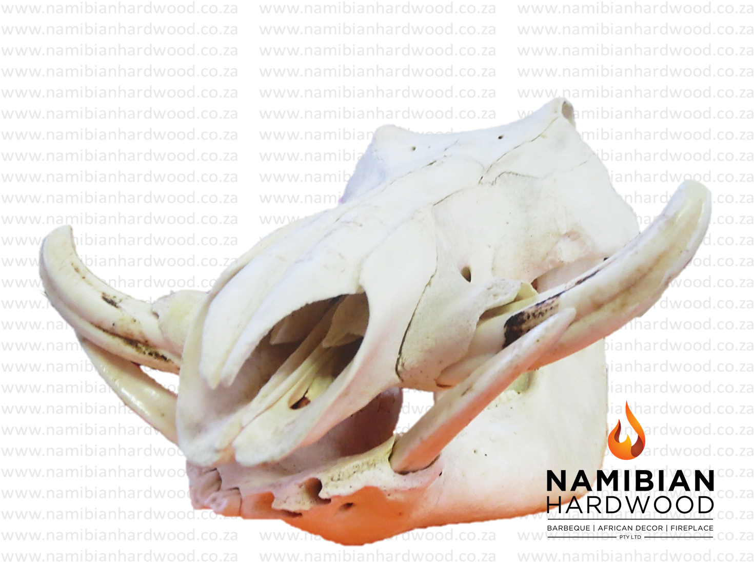 Download Warthog Skull - Side View - Skull - Full Size PNG Image - PNGkit