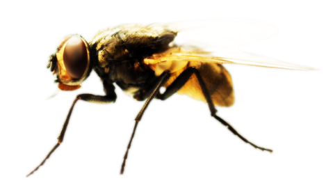 Download Moscas - Mosca - Full Size PNG Image - PNGkit