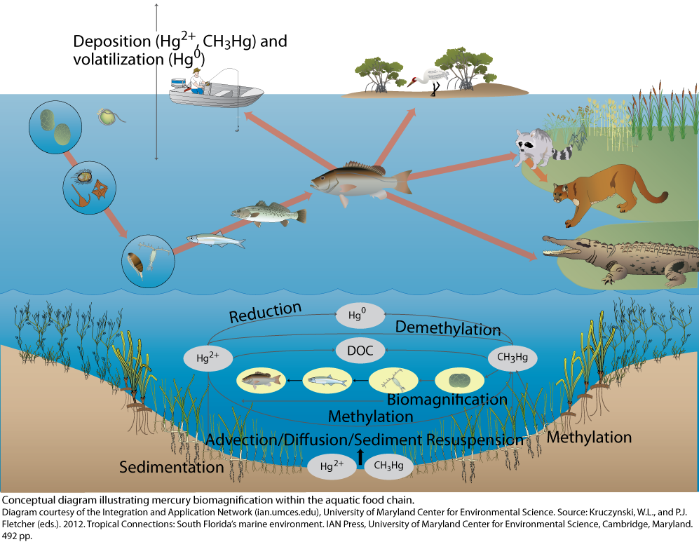Download How Mercury Moves Through The Environment And Magnifies ...