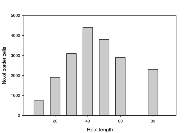 Download Border Cells Released At Different Root Developmental ...