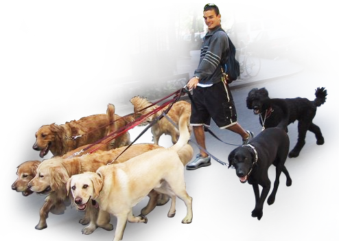 Download Dogs Being Walked - Dog Walker Png - Full Size PNG Image - PNGkit