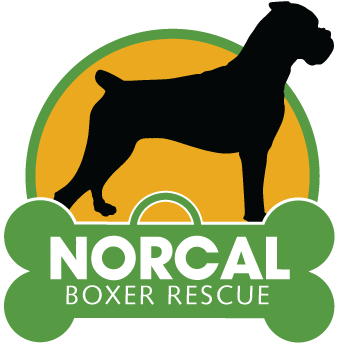 Download Norcal Boxer Rescue - Northern California - Full Size PNG ...