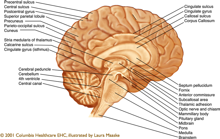 Download Sagittal-brain - Mid Sagittal Section Of Brain - Full Size PNG ...